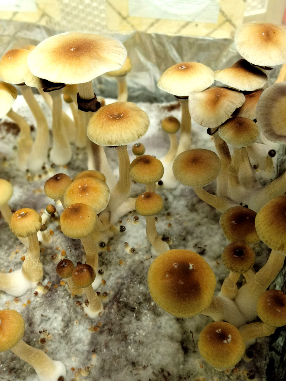 Burma - molten rainbow spores